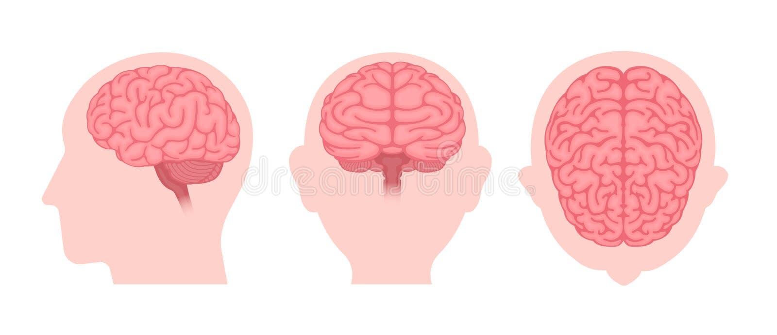 Brain Angles Stock Illustrations – 167 Brain Angles Stock Illustrations ...