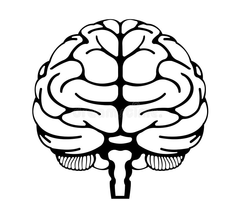 Vector Illustration of Human Brain Front View Stock Vector ...