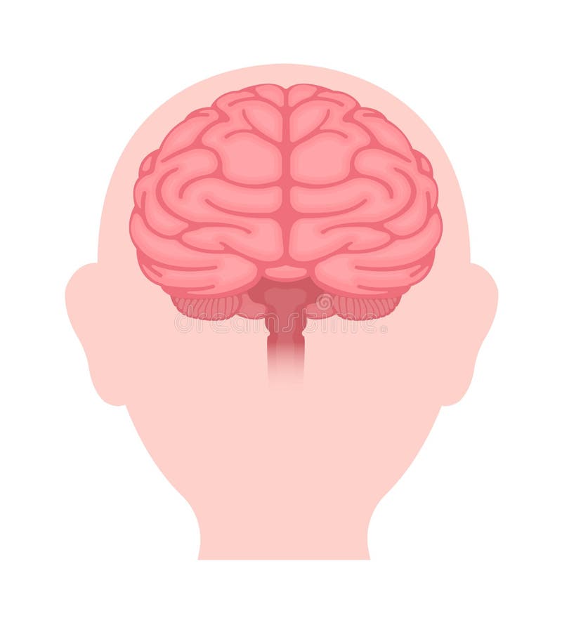 Vector Illustration of Human Brain Front View Stock Vector ...