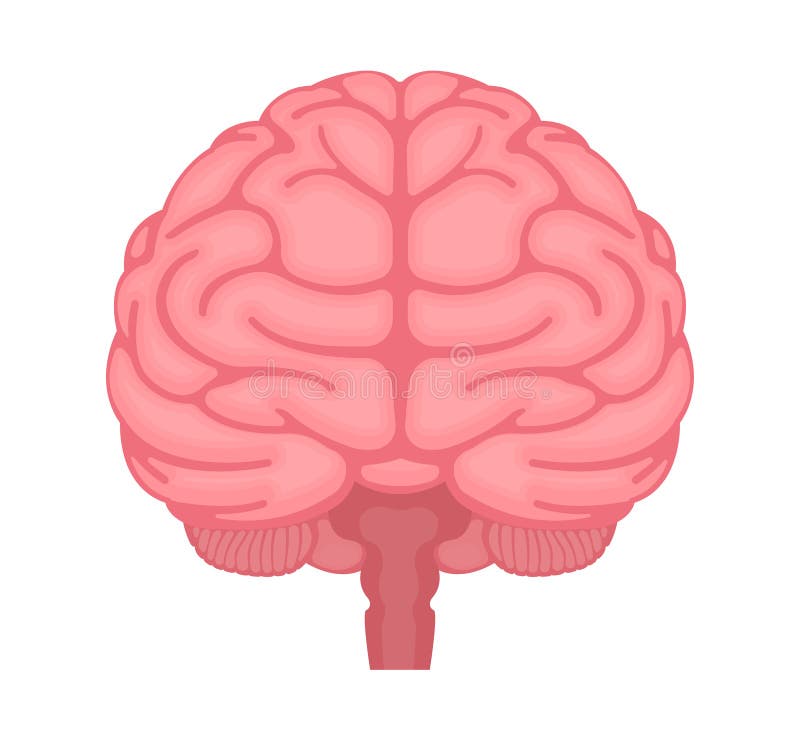 Vector Illustration of Human Brain Front View Stock Vector ...