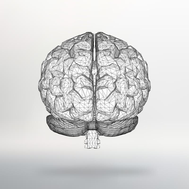 Vector Illustration Human Brain. the Structural Grid of Polygons Stock ...