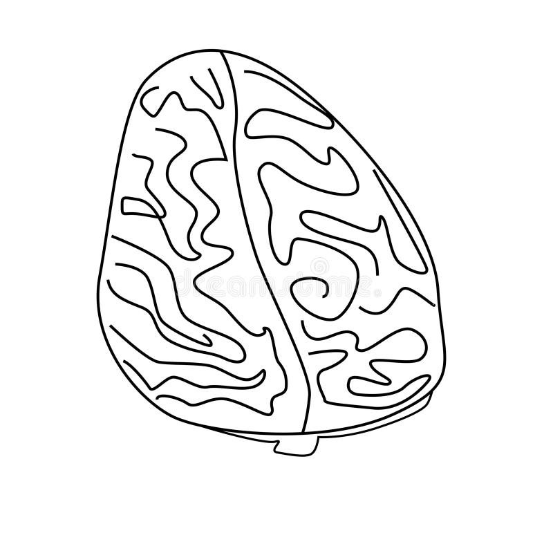 Vector Illustration of the Human Brain Top View Stock Vector ...