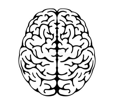Vector Illustration of Human Brain View from Above Stock Vector ...