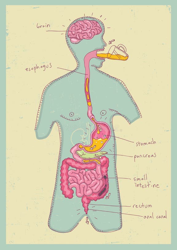 Human Digestive System Drawing Stock Illustrations – 2,589 Human ...