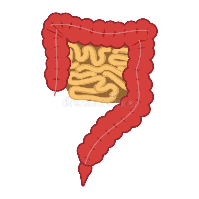 Vector Illustration of Human Intestines in Digestive System. Large and ...