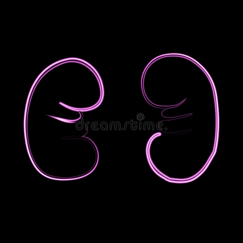 Kidneys Purple Stock Illustrations – 65 Kidneys Purple Stock ...