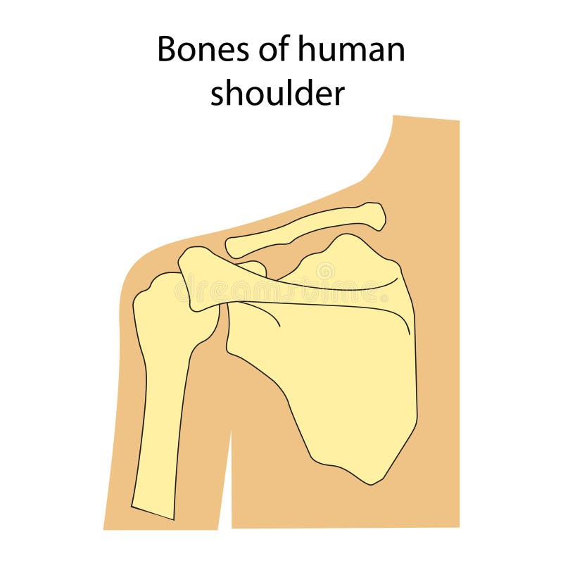 Vector Illustration of Human Shoulder Skeletal Anatomy Stock Vector ...