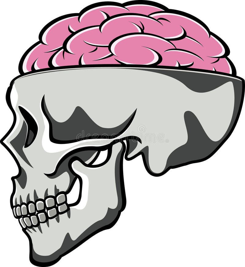 Vector Illustration of Human Skull with Brain Exposed Stock Vector ...