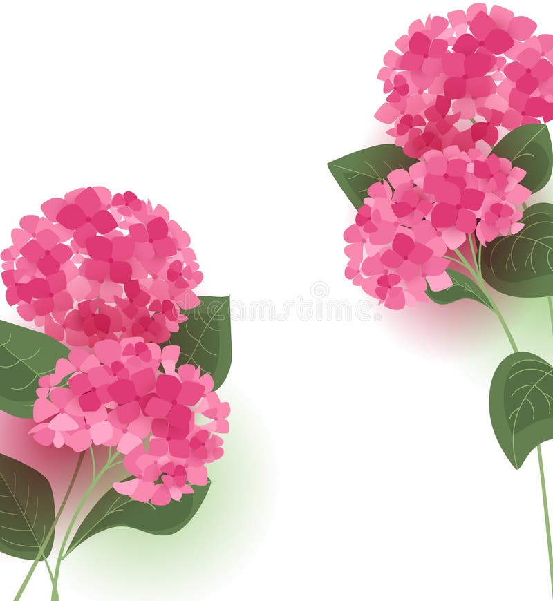 Vector hydrangea flower stock vector. Illustration of botanical - 118090180