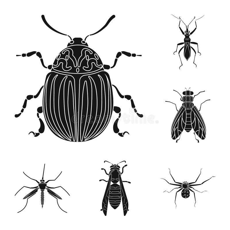 Vector Design of Insect and Fly Logo. Set of Insect and Element Stock ...