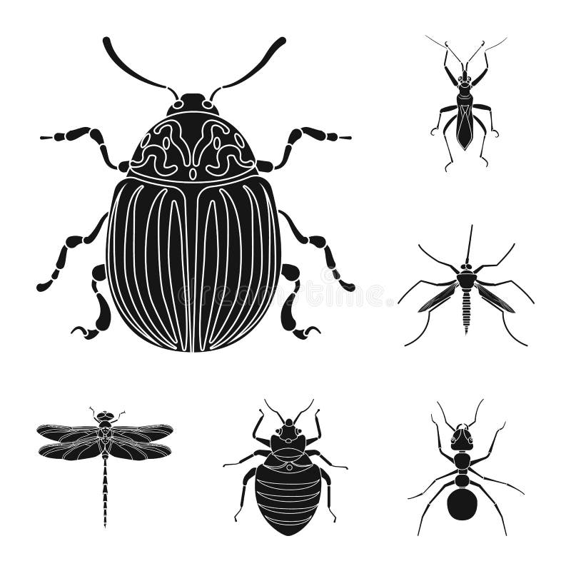 Vector Illustration of Insect and Fly Sign. Collection of Insect and ...