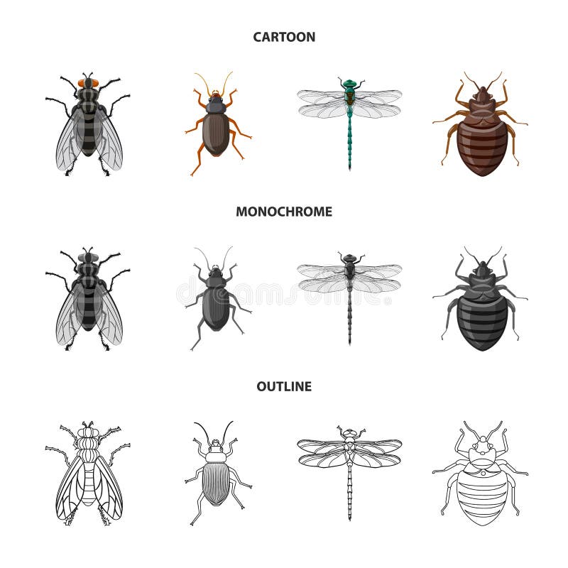 Vector Design of Insect and Fly Symbol. Collection of Insect and ...
