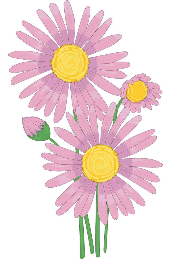 Italian Aster Vector Illustration Stock Vector - Illustration of flora ...