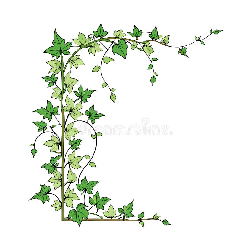 Ivy Vine Corner Decoration Vector Illustration with Green Leaves and ...