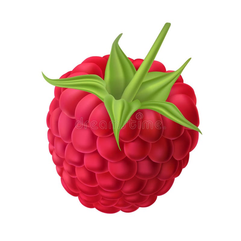 Vector Illustration of a Juicy Raspberry with Stem Isolated on White ...