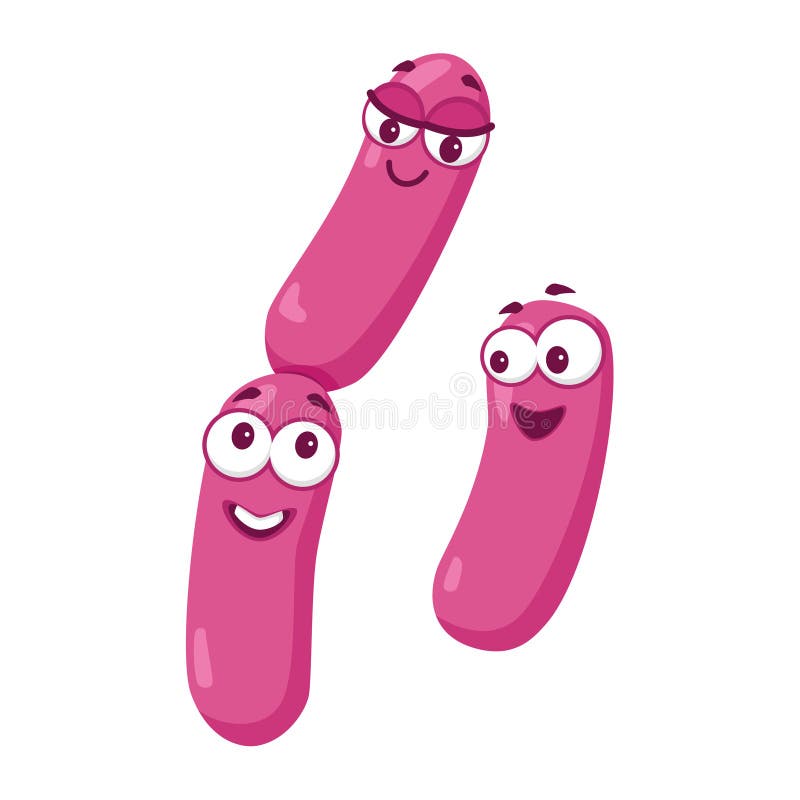 Lactobacillus Bacteria in Human Microbiome Stock Illustration ...