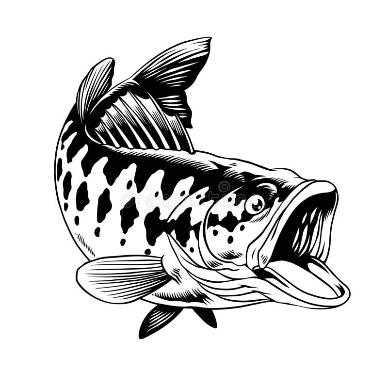 Vector Illustration of Largemouth Bass Fish Isolated Stock Vector ...