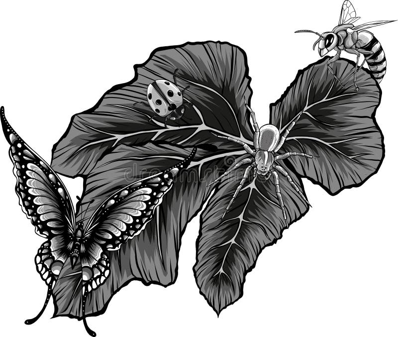 Insect Illustration, Drawing, Engraving, Ink, Line Art, Vector Stock ...