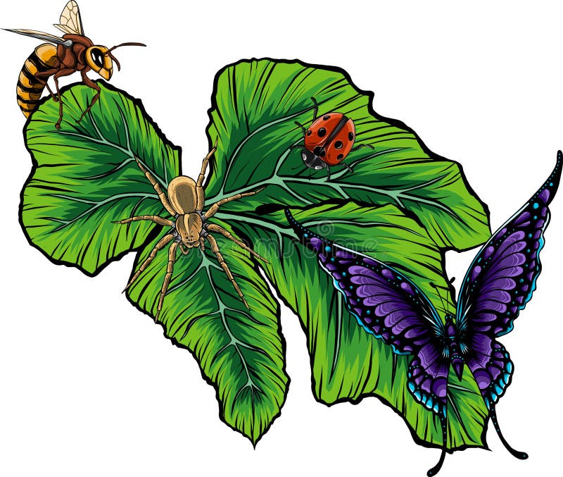 Insect Illustration, Drawing, Engraving, Ink, Line Art, Vector Stock ...