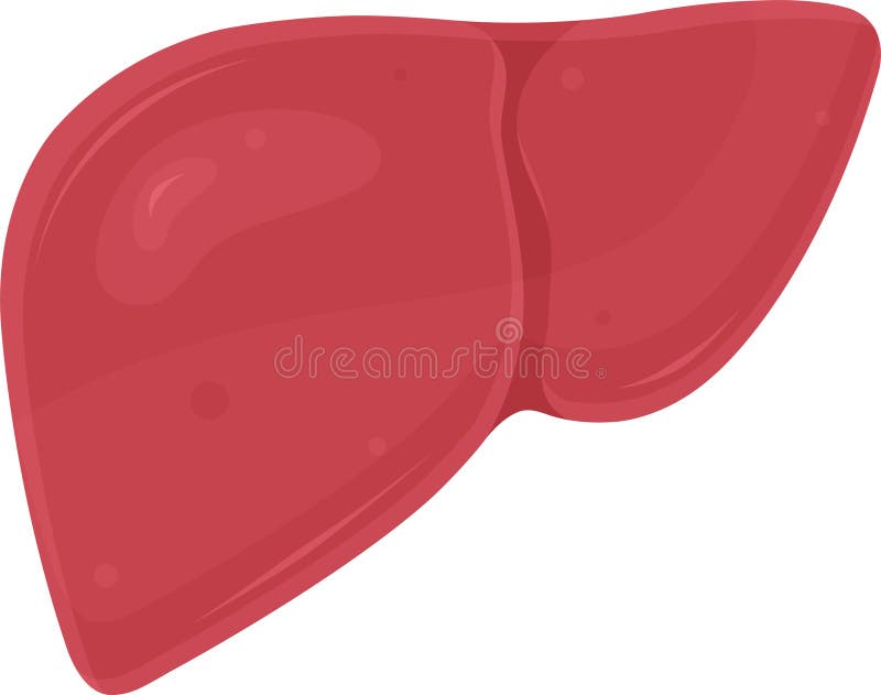 Vector Illustration of Liver, Internal Organs, Vitamin Stock Vector ...
