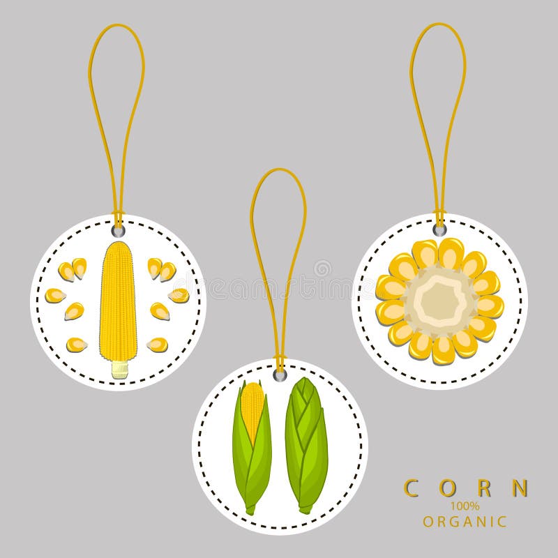 Vector Illustration Logo for Whole Ripe Vegetable Yellow Corn Stock ...