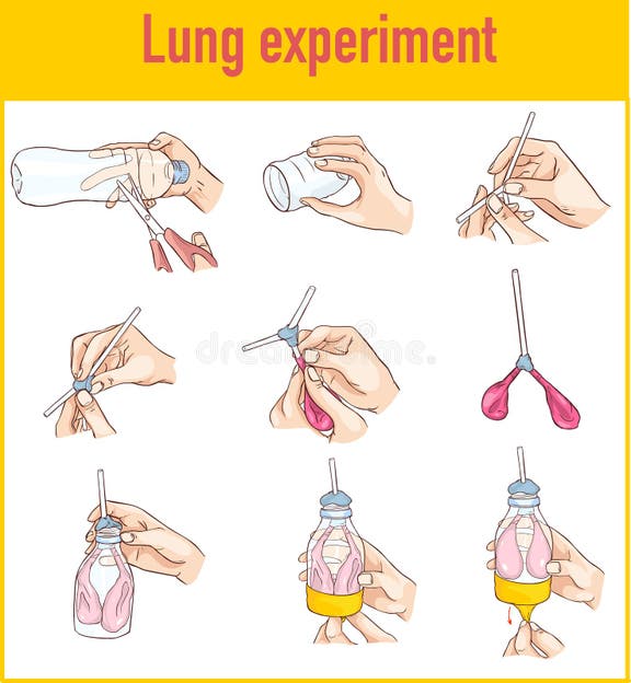 Vector Illustration of a Lung Breathing Model Stock Vector ...