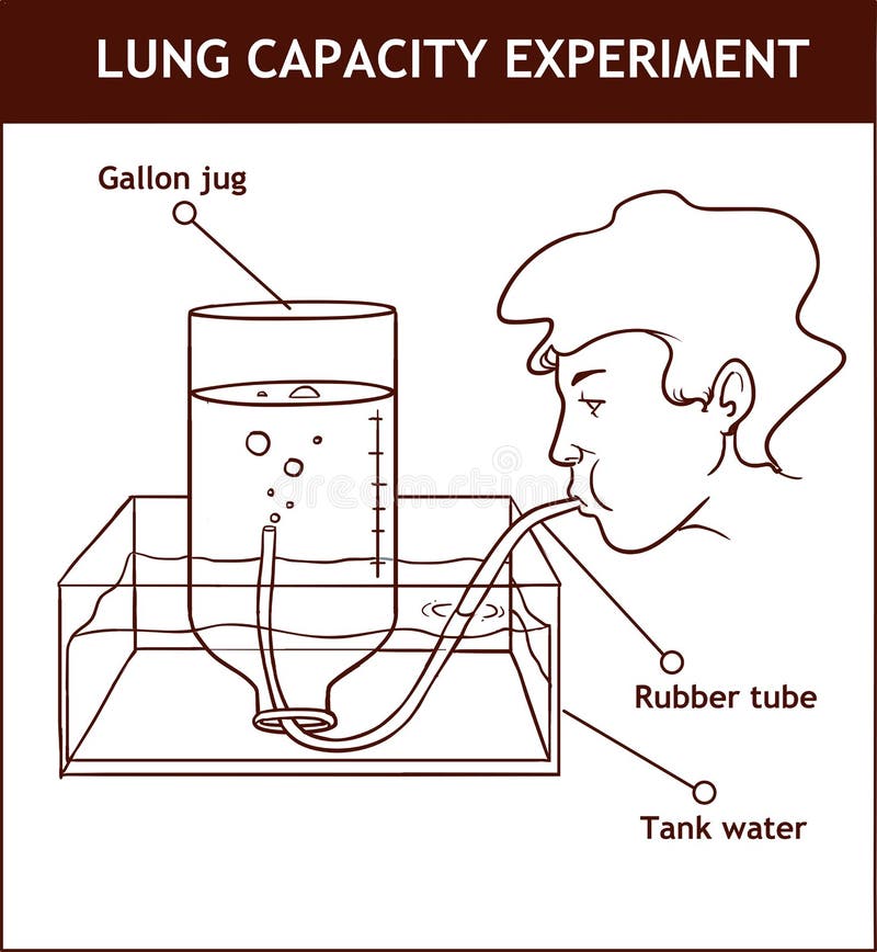 Vector Illustration of a Lung Capacity Experiment Stock Vector ...