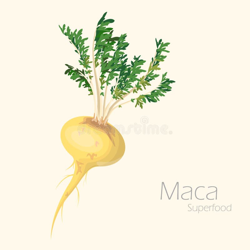 Vector Illustration of Maca for Your Design Stock Vector - Illustration ...