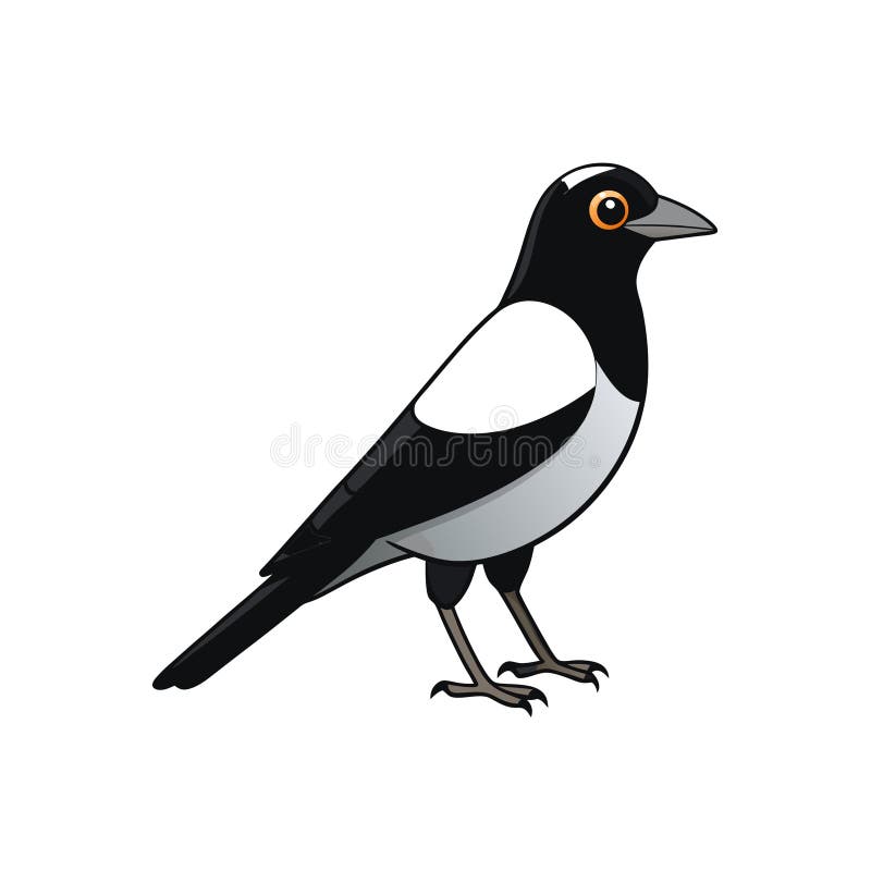 Illustration of a Magpie in Profile with a White Background Stock ...