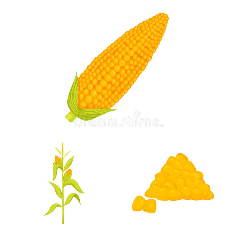 Vector Illustration of Maize and Food Icon. Collection of Maize and ...