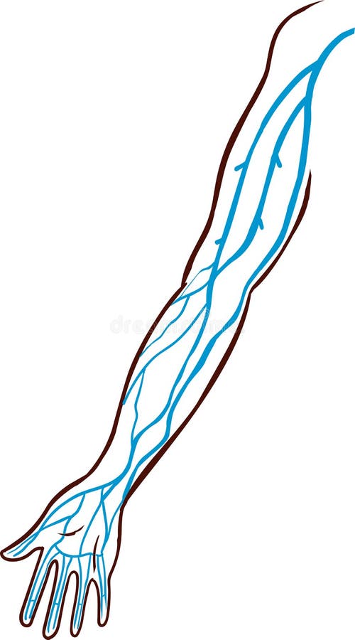 Major Blood Vessels For Central Line Insertion Stock Illustration ...