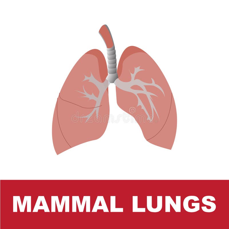 Vector Illustration of Mammal Schematic Lung Anatomy. Stock Vector ...
