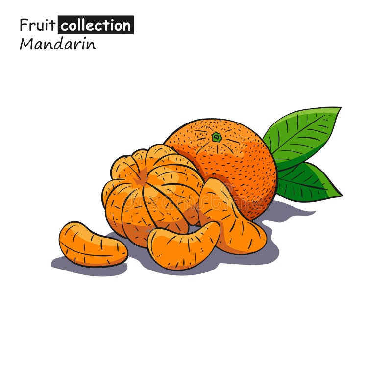Colored mandarin sketch stock vector. Illustration of mandarin - 101874136