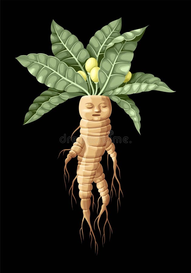 Vector Illustration of Mandrake with Human Face Stock Vector ...