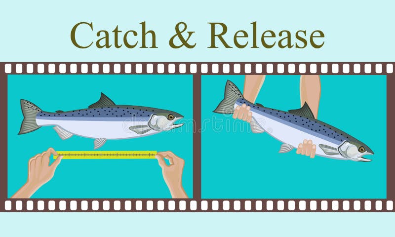 Vector Illustration.Measurement of Fish Caught and Release Her. Stock ...
