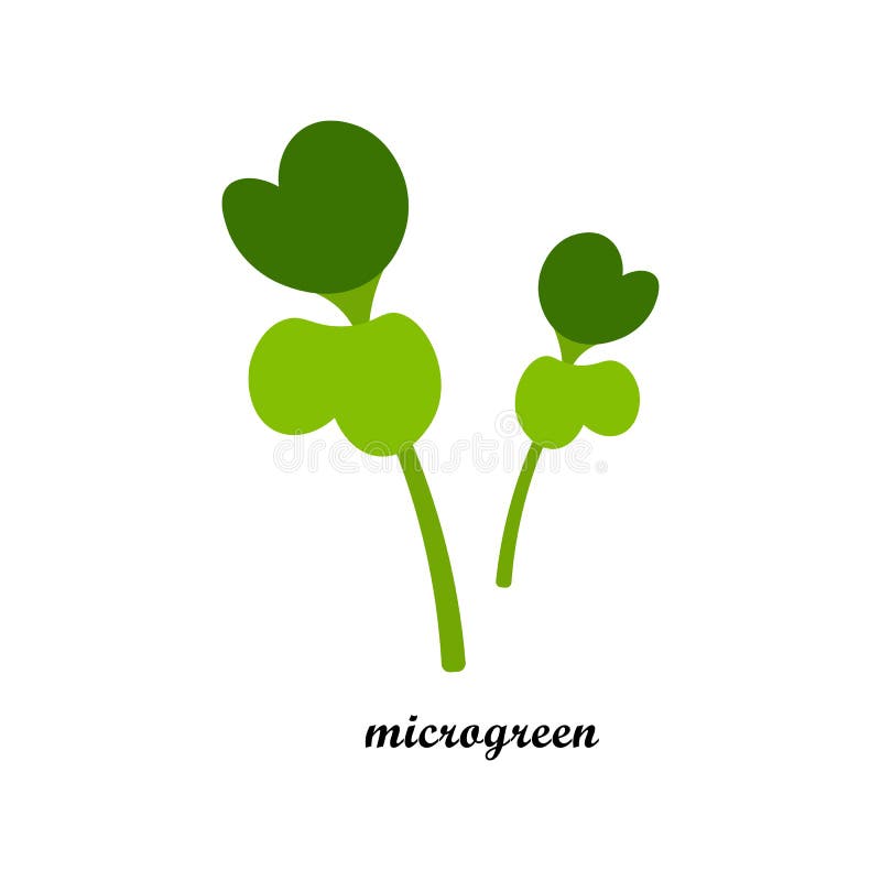 Microgreen Leaves Stock Illustrations – 775 Microgreen Leaves Stock ...