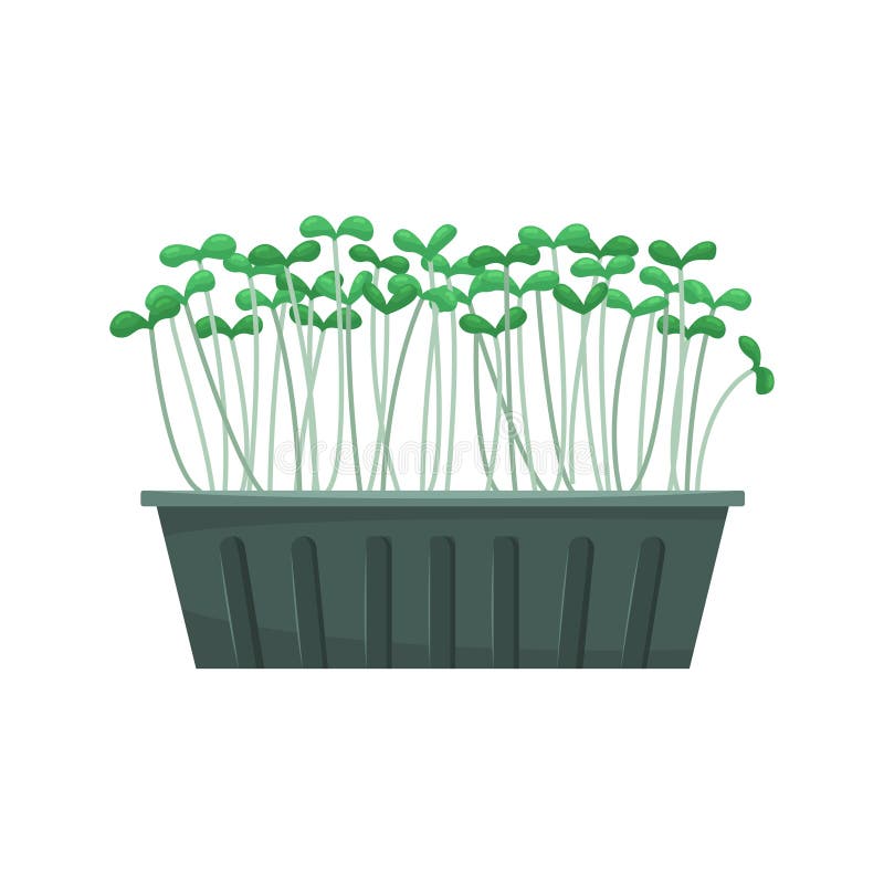 Vector Illustration of Microgreens in a Growing Tray. Healthy Young ...