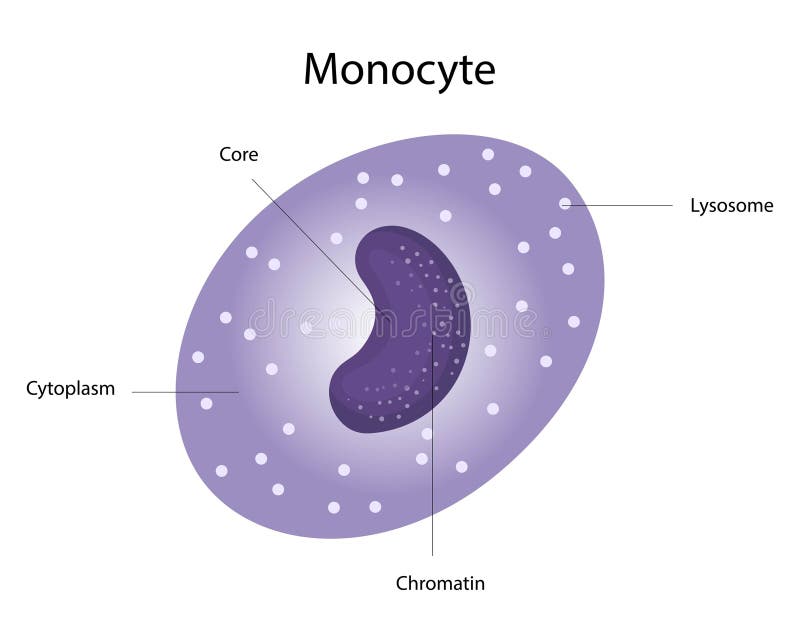 Vector Illustration of Monocyte Structure. Stock Vector - Illustration ...