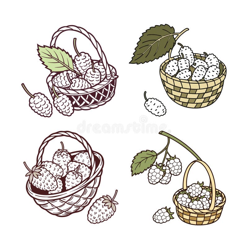 Basket of Mulberries with Leaf, Simple Vector Illustration Stock Vector ...
