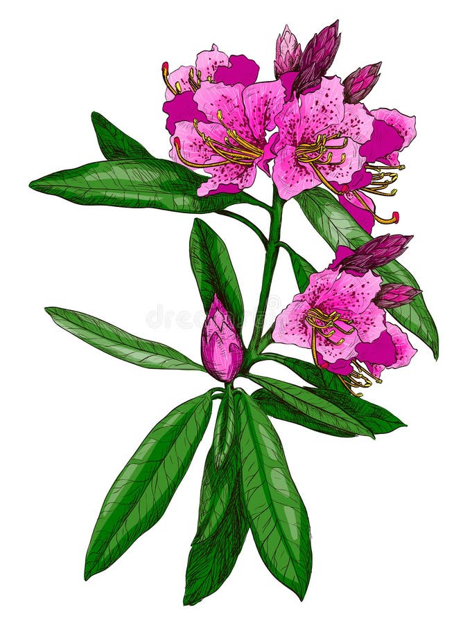 Vector Illustration of Nerium Oleander Stock Vector - Illustration of ...