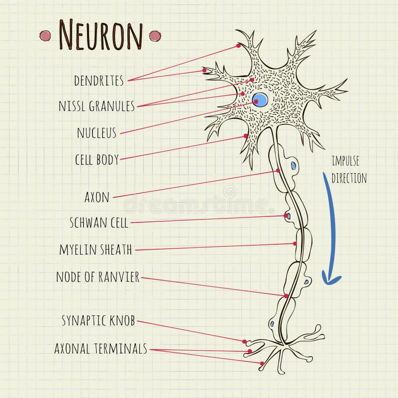 Basic types of neurons stock vector. Illustration of nerve - 57677445