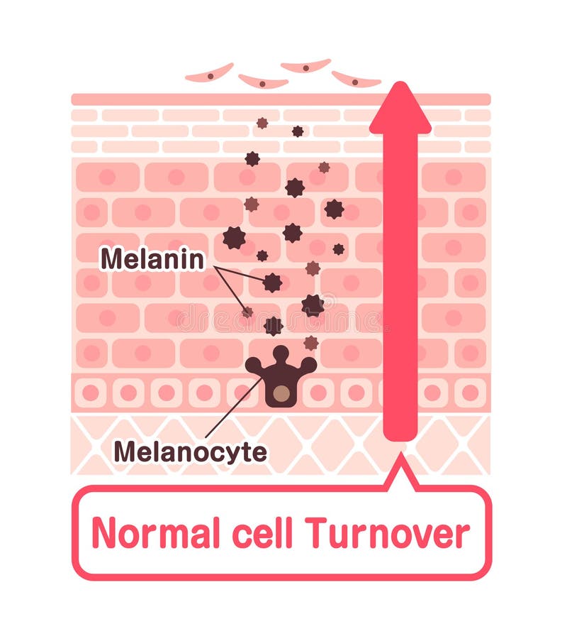 Illustration of Normal Skin Turnover Stock Vector - Illustration of ...