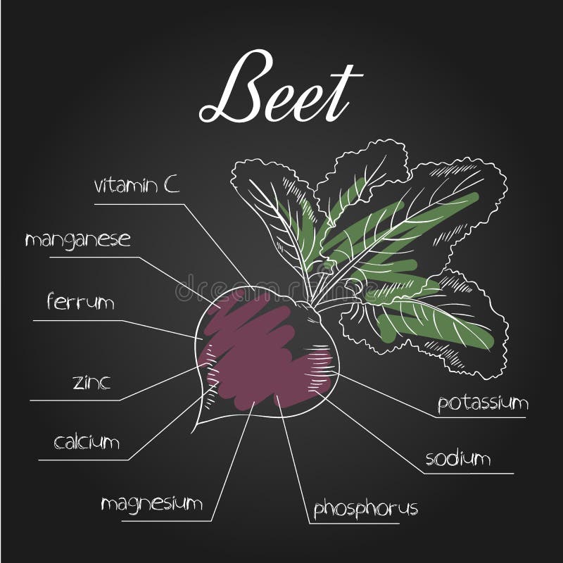 Vector Illustration of Nutrient List for Beet Stock Vector ...