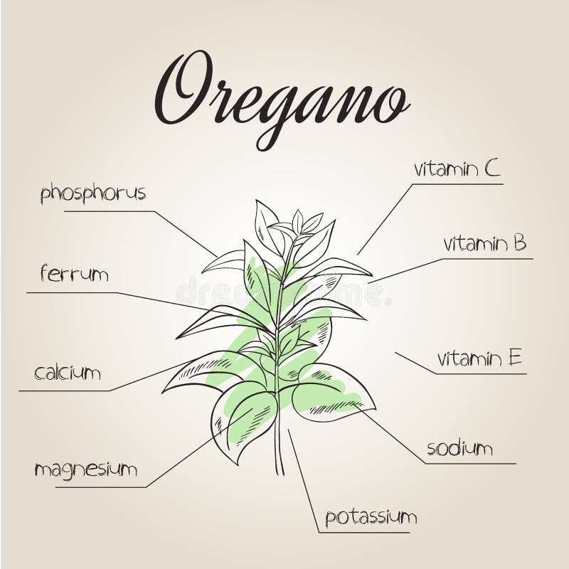 Vector Illustration of Nutrient List for Oregano Stock Vector ...