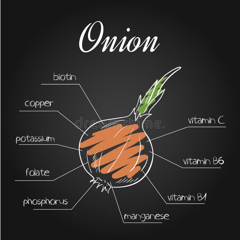 Vector Illustration of Nutrients List for Onion on Chalkboard Backdrop ...