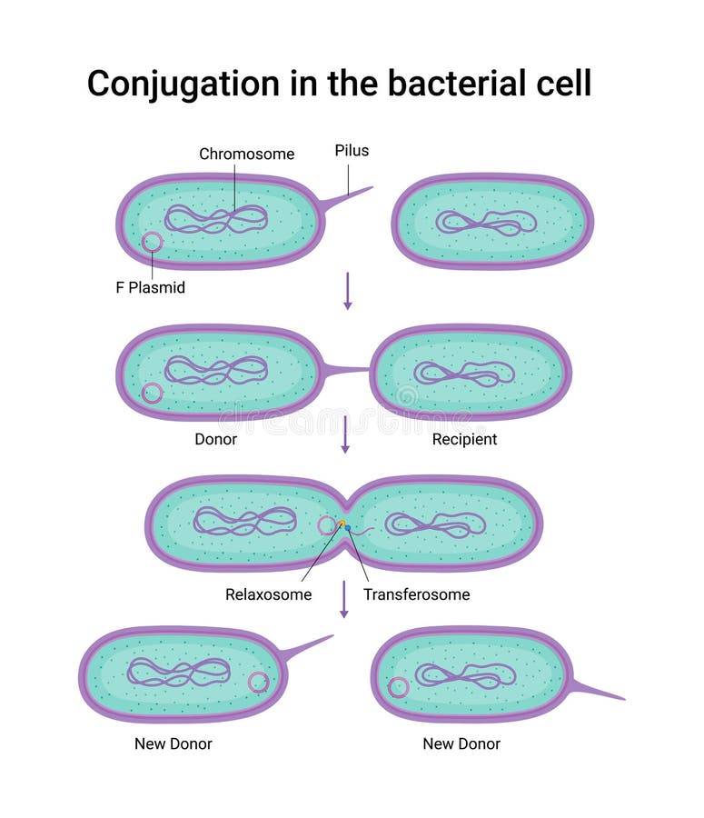 1+ Conjugation microscope Free Stock Photos - StockFreeImages