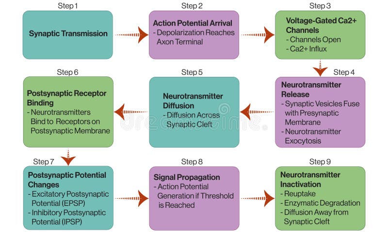 Detailed Vector Flowchart of Synaptic Transmission Process in Neural ...