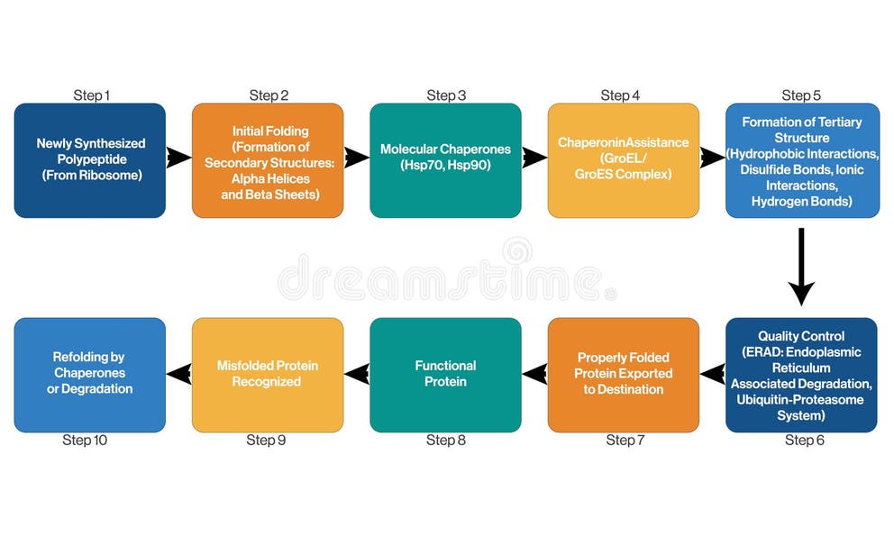 Visual Flowchart of Protein Folding Pathways and Mechanisms with White ...