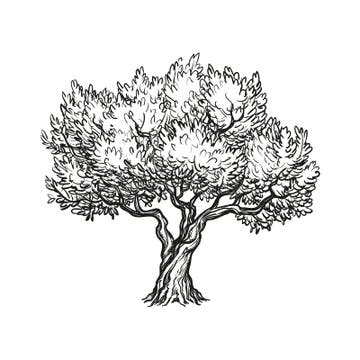 Olive Tree Etching Stock Illustrations – 575 Olive Tree Etching Stock ...