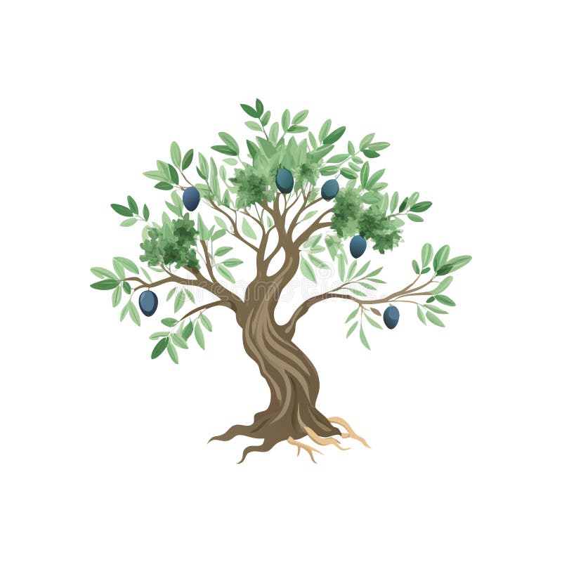 Olive Tree Illustration Vector Stock Illustrations – 20,973 Olive Tree Illustration Vector Stock ...